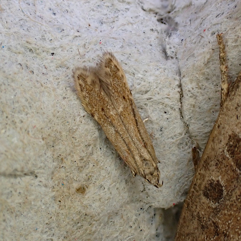 Identification Help | NatureSpot