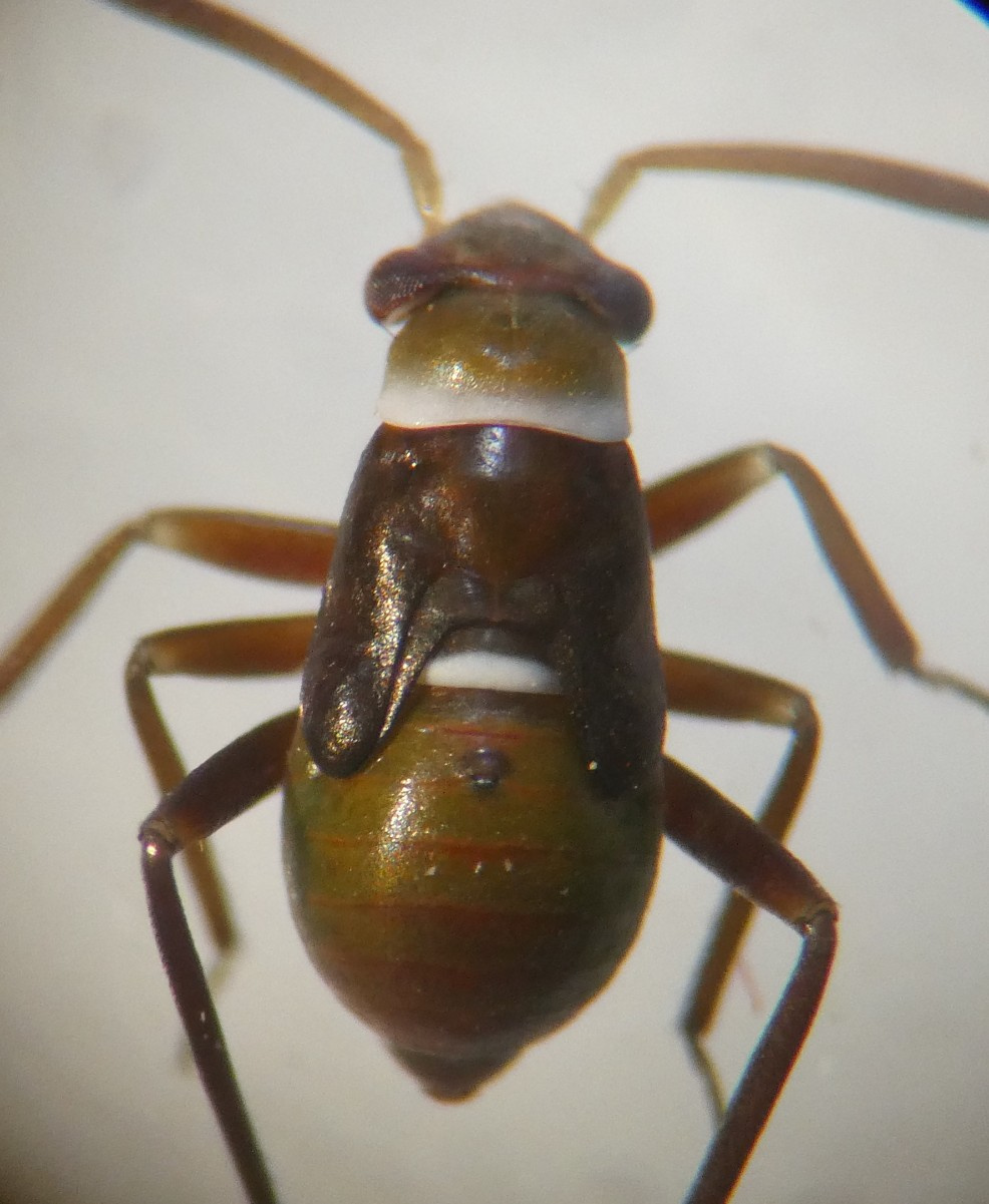 Pilophorus cinnamopterus | NatureSpot