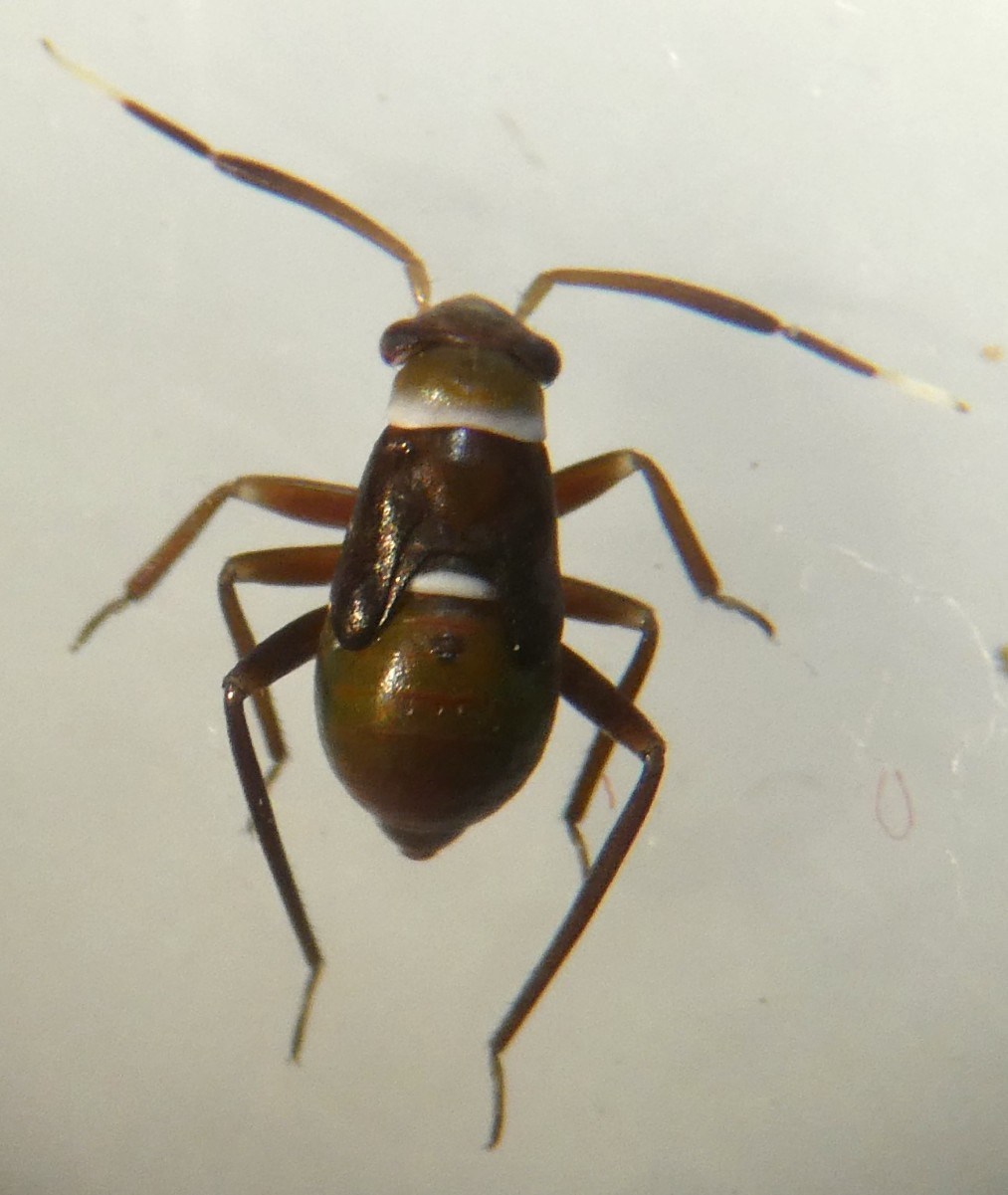 Pilophorus cinnamopterus | NatureSpot