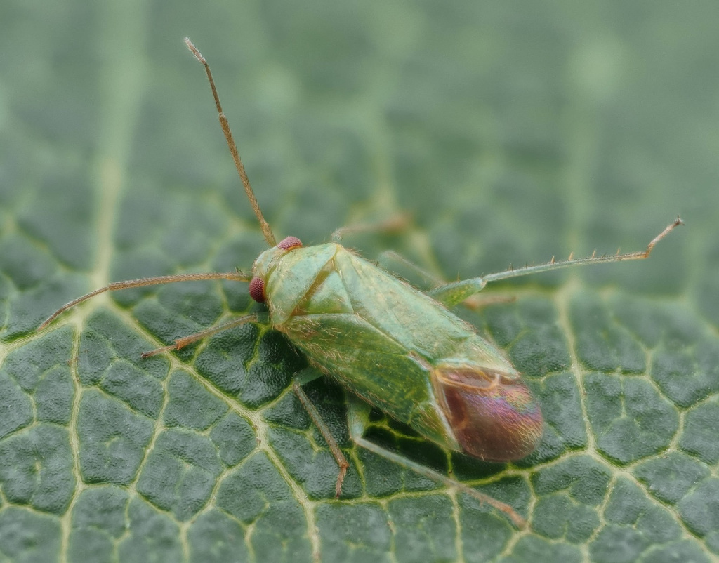 Orthotylus caprai | NatureSpot