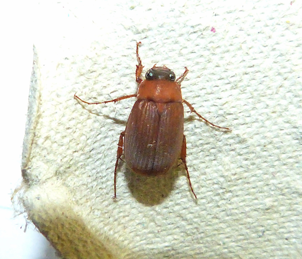 Brown Chafer | NatureSpot