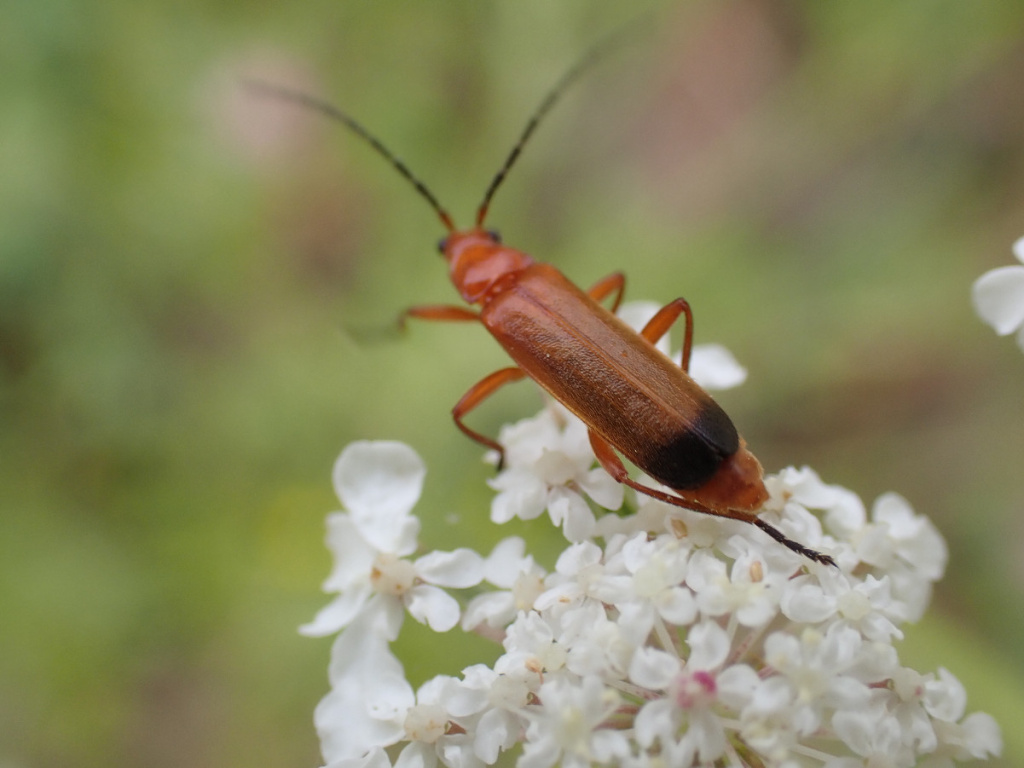 Red Soldier Beetle In House