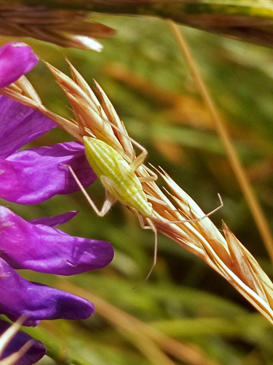 Miridius quadrivirgatus | NatureSpot