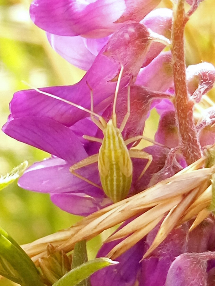 Miridius quadrivirgatus | NatureSpot