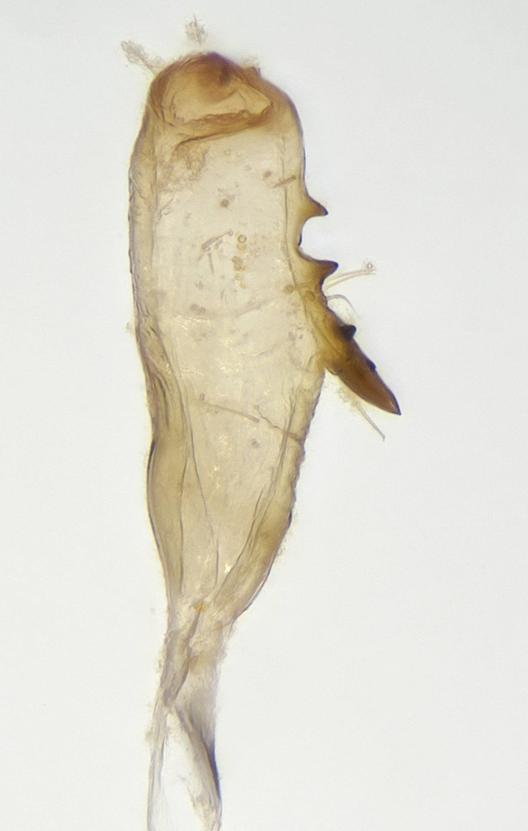 Orthotylus caprai | NatureSpot