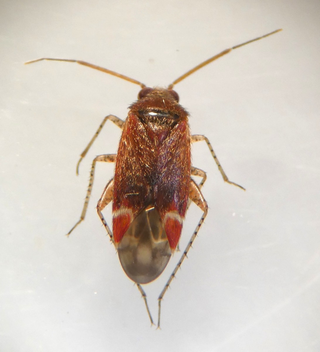 Psallus falleni | NatureSpot