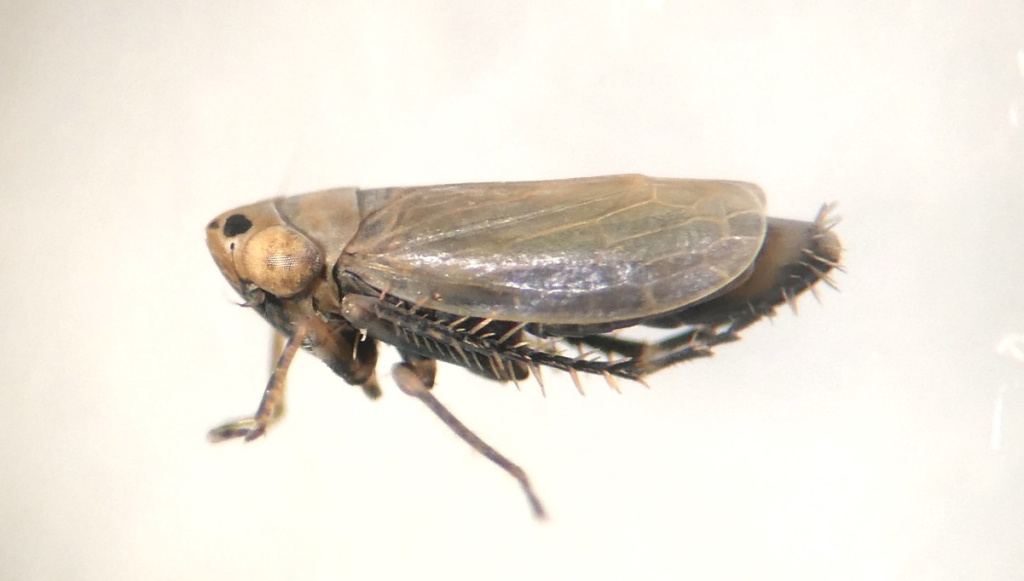 Deltocephalus maculiceps | NatureSpot