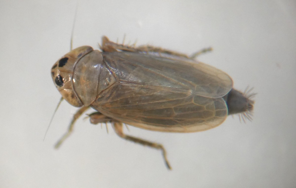 Deltocephalus maculiceps | NatureSpot