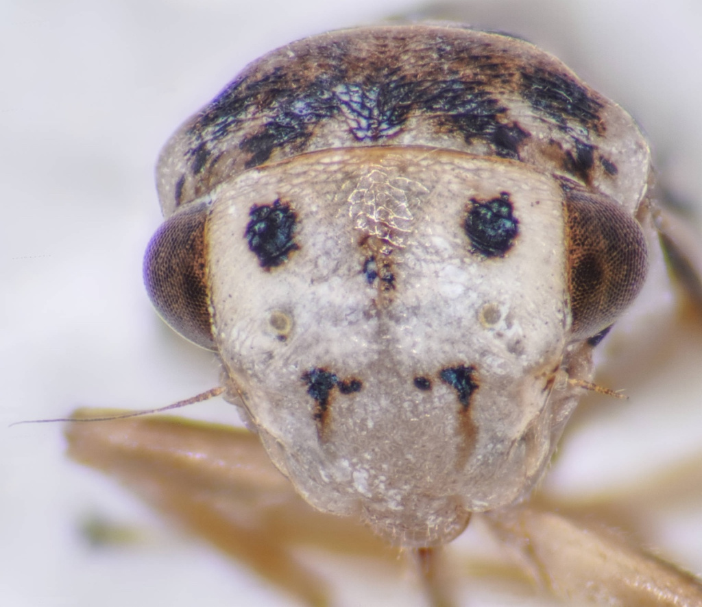 Macropsis fuscula | NatureSpot