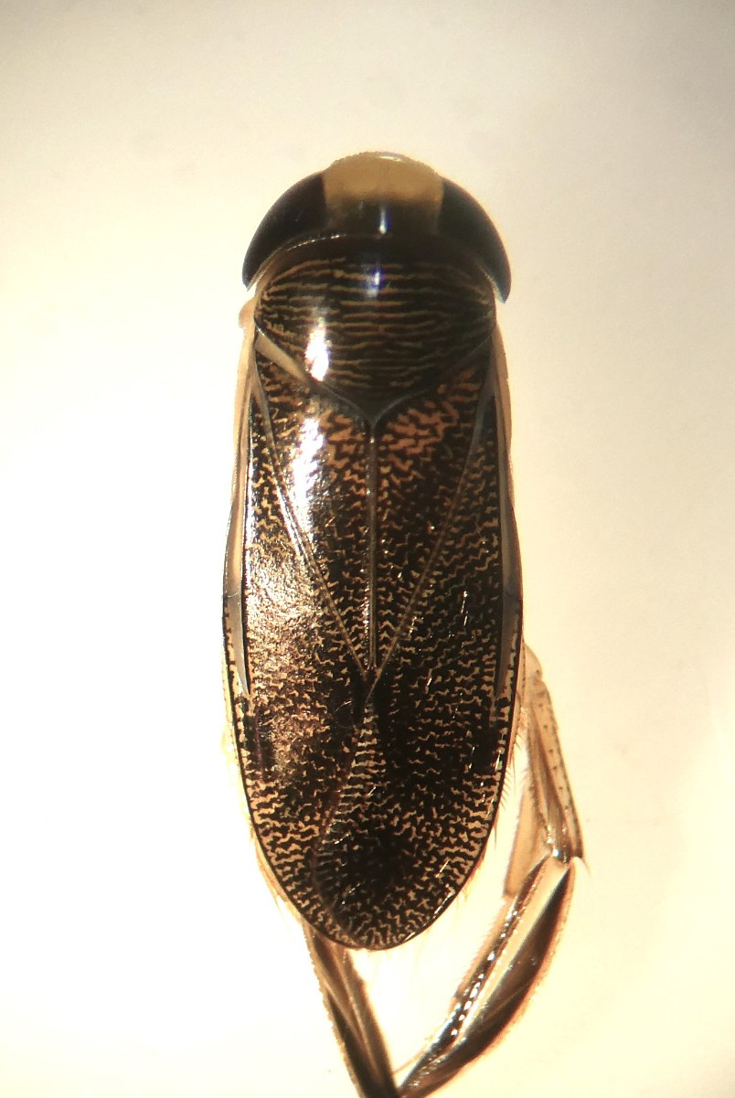 Corixa panzeri | NatureSpot