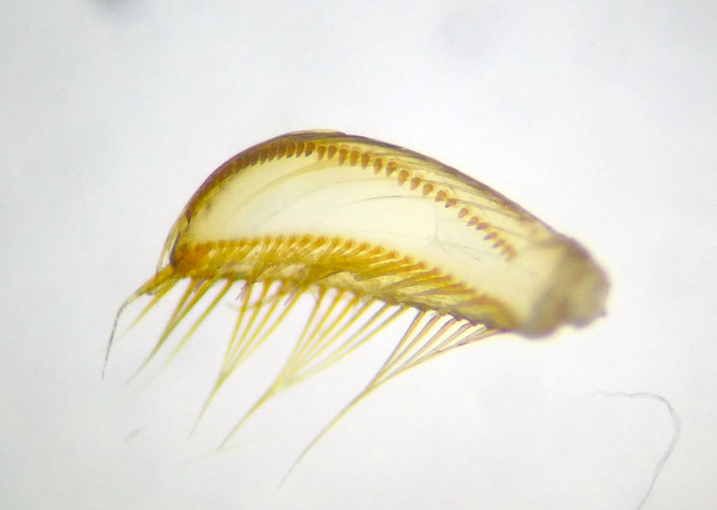 Corixa panzeri | NatureSpot