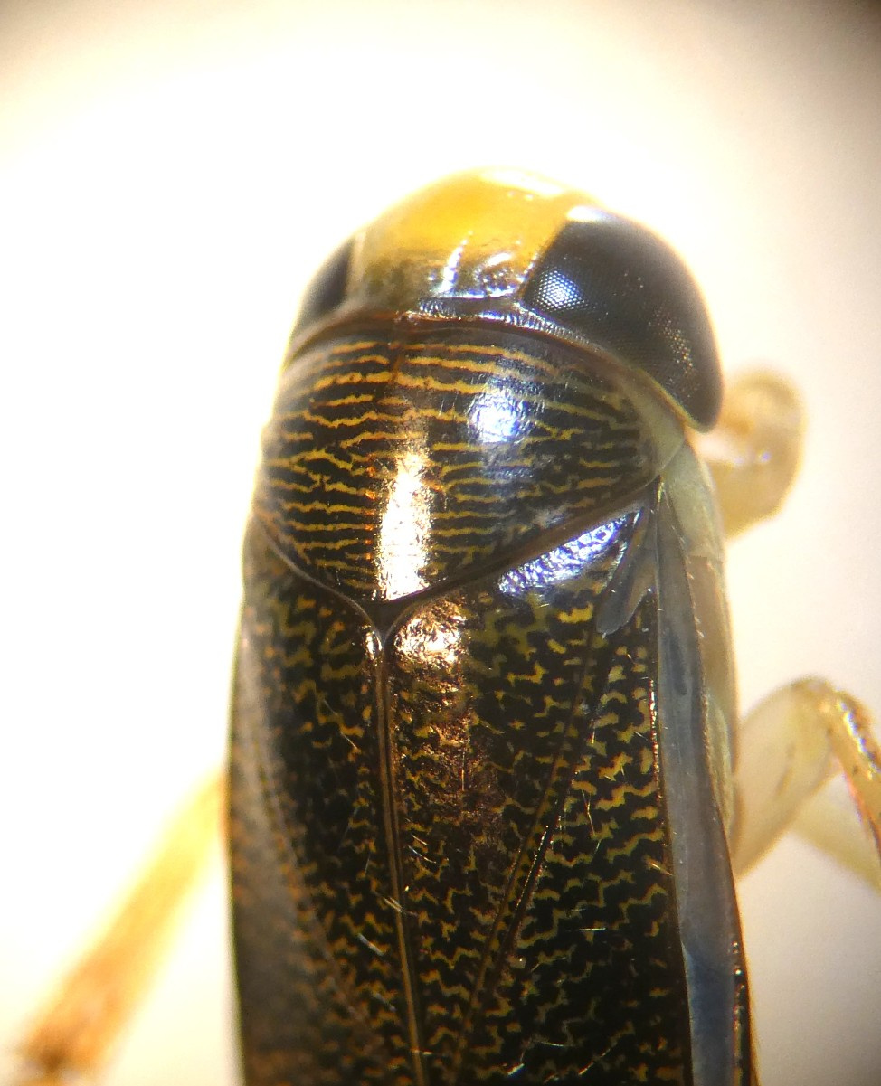 Corixa panzeri | NatureSpot