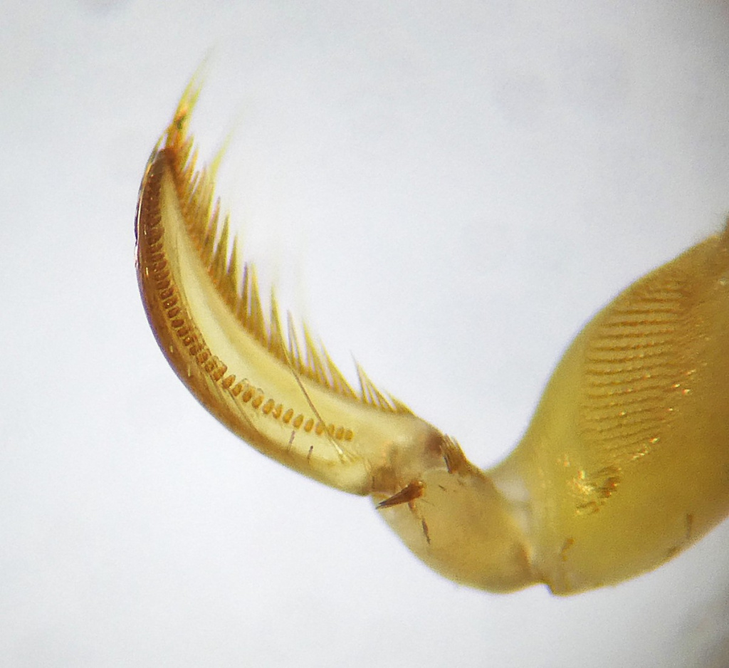 Corixa panzeri | NatureSpot