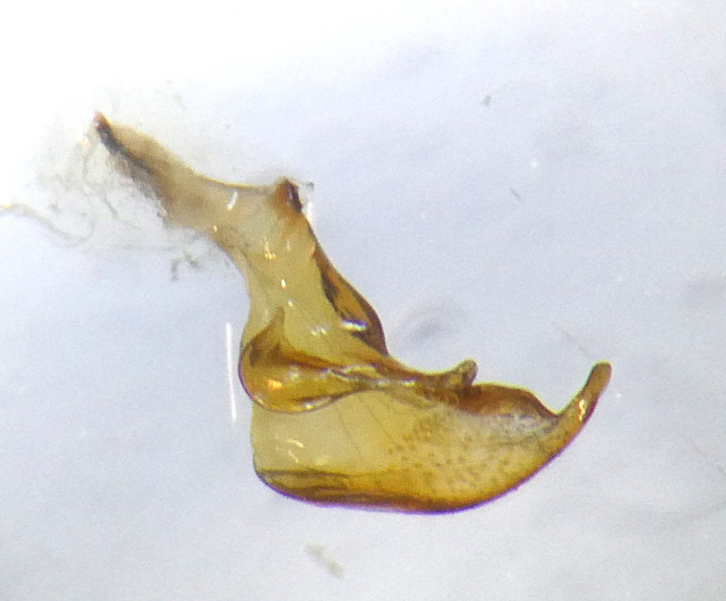 Corixa punctata | NatureSpot