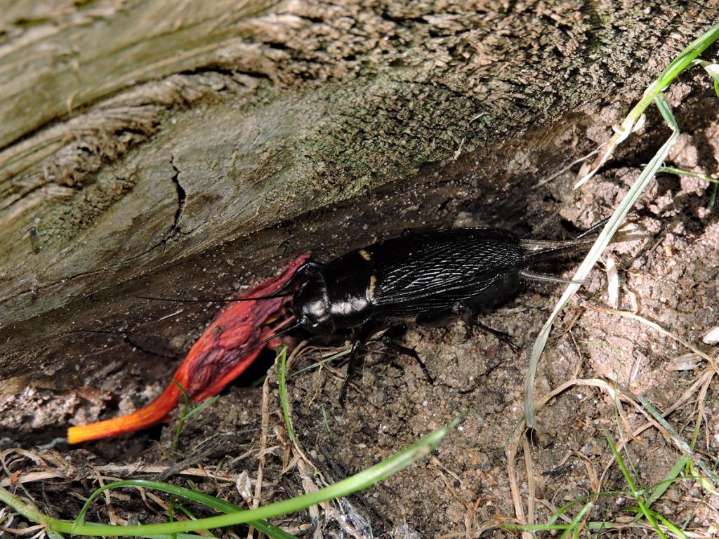 Southern Field Cricket | NatureSpot