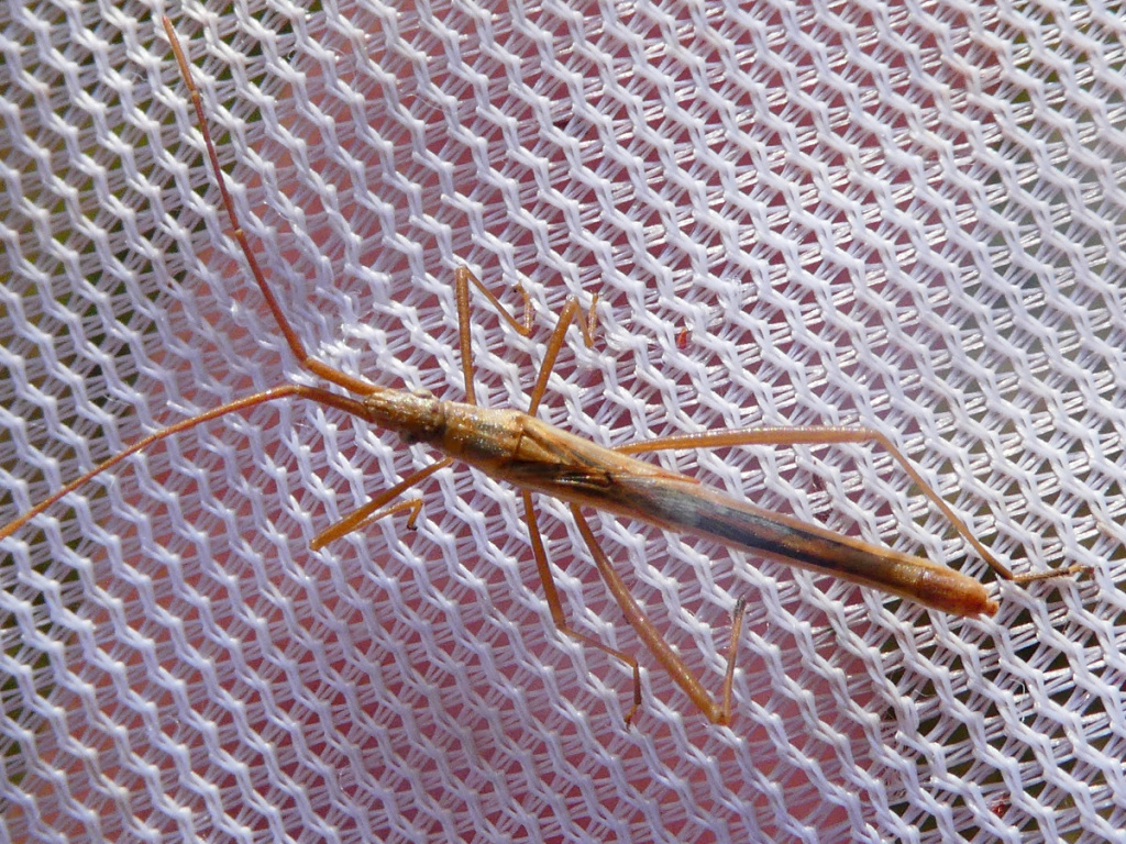 Chorosoma schillingi | NatureSpot