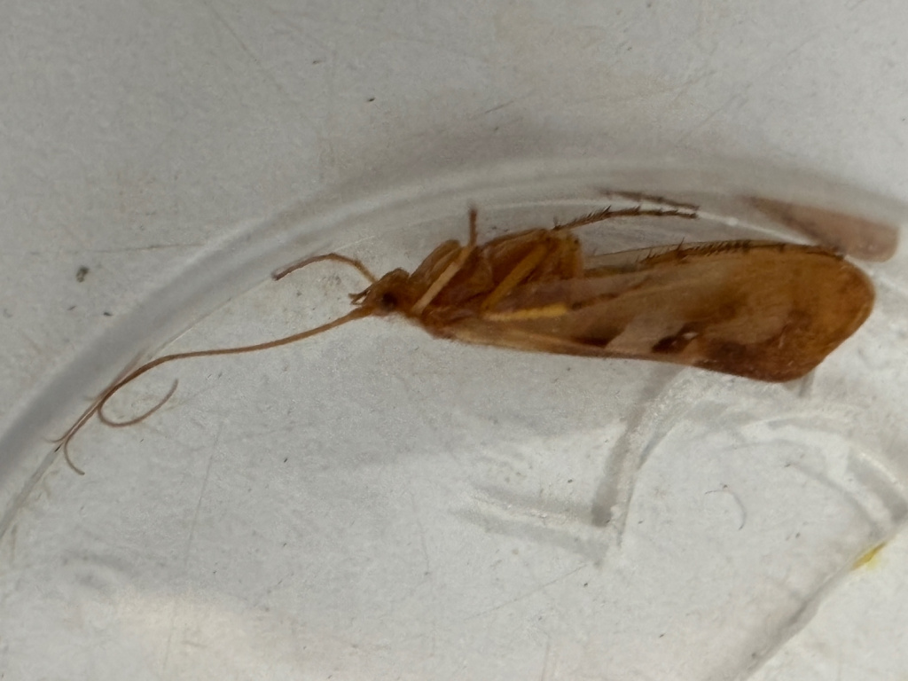 Record of Limnephilus rhombicus