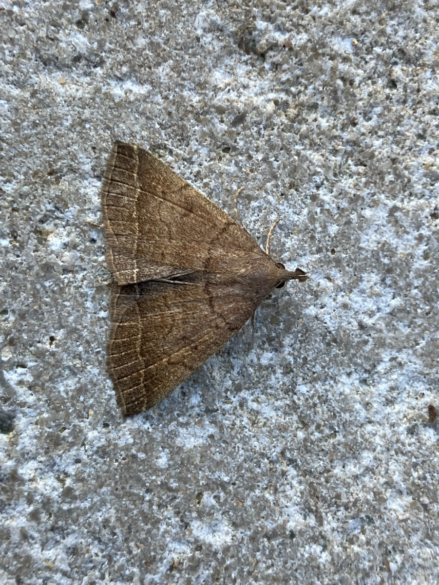 Plumed Fan-foot | NatureSpot