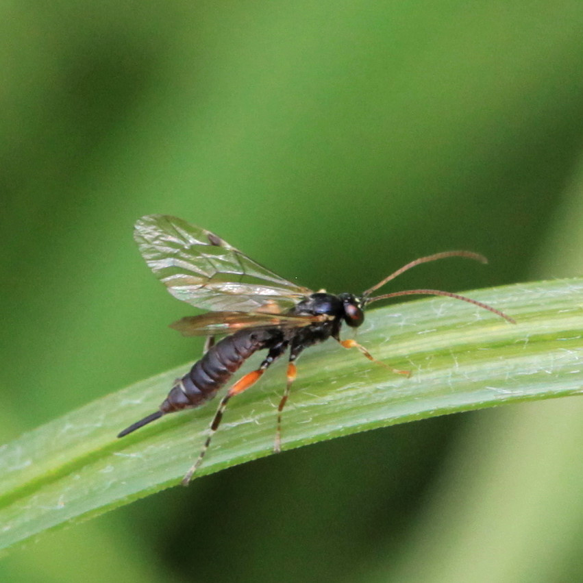 Itoplectis maculator | NatureSpot