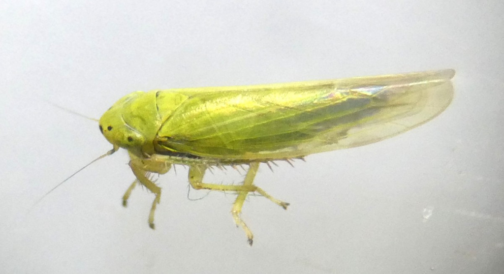 Identification Help | NatureSpot