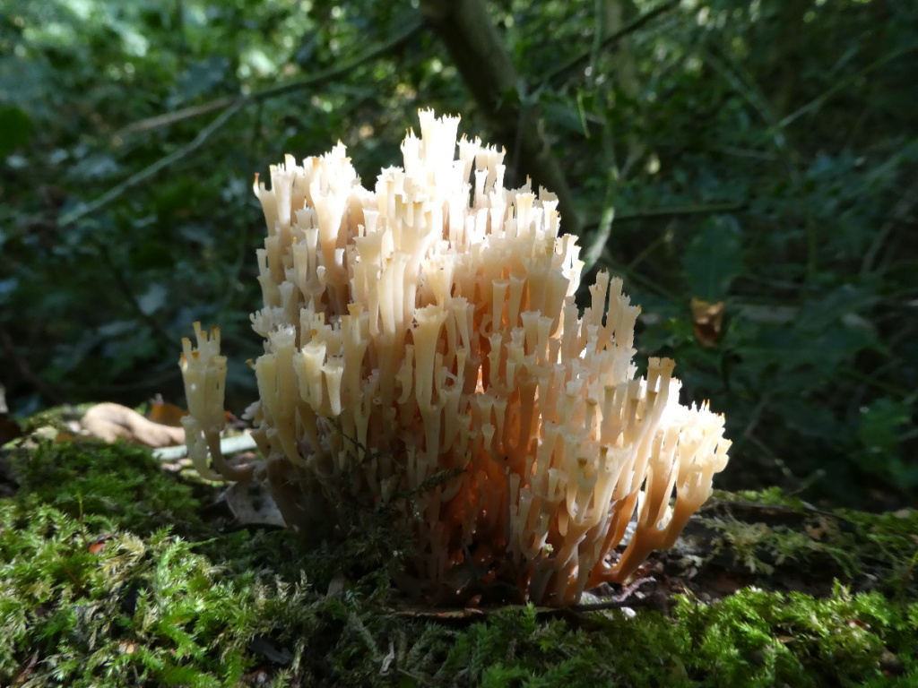 Candelabra Coral | NatureSpot