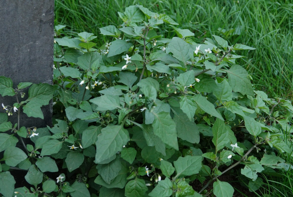 Nightshade Identification