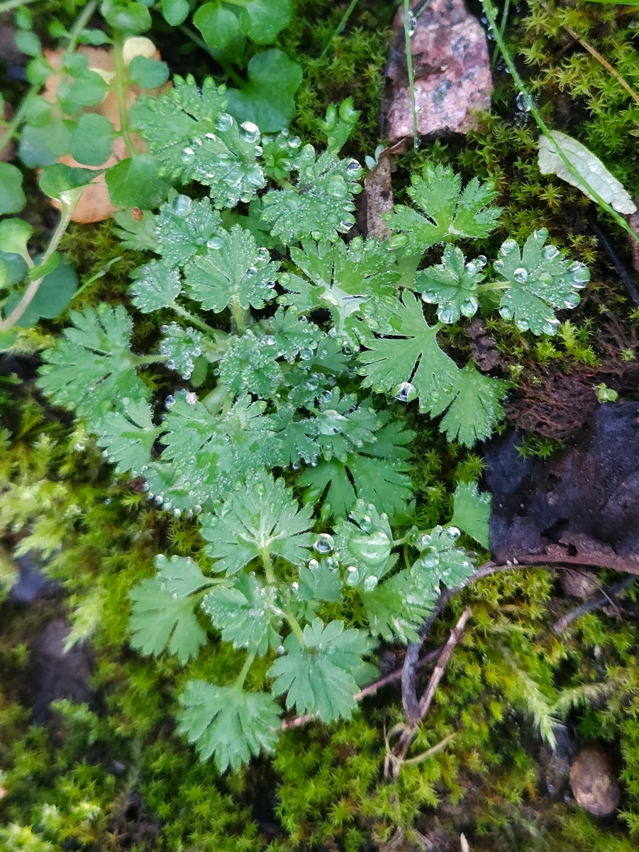 Parsley In Uk