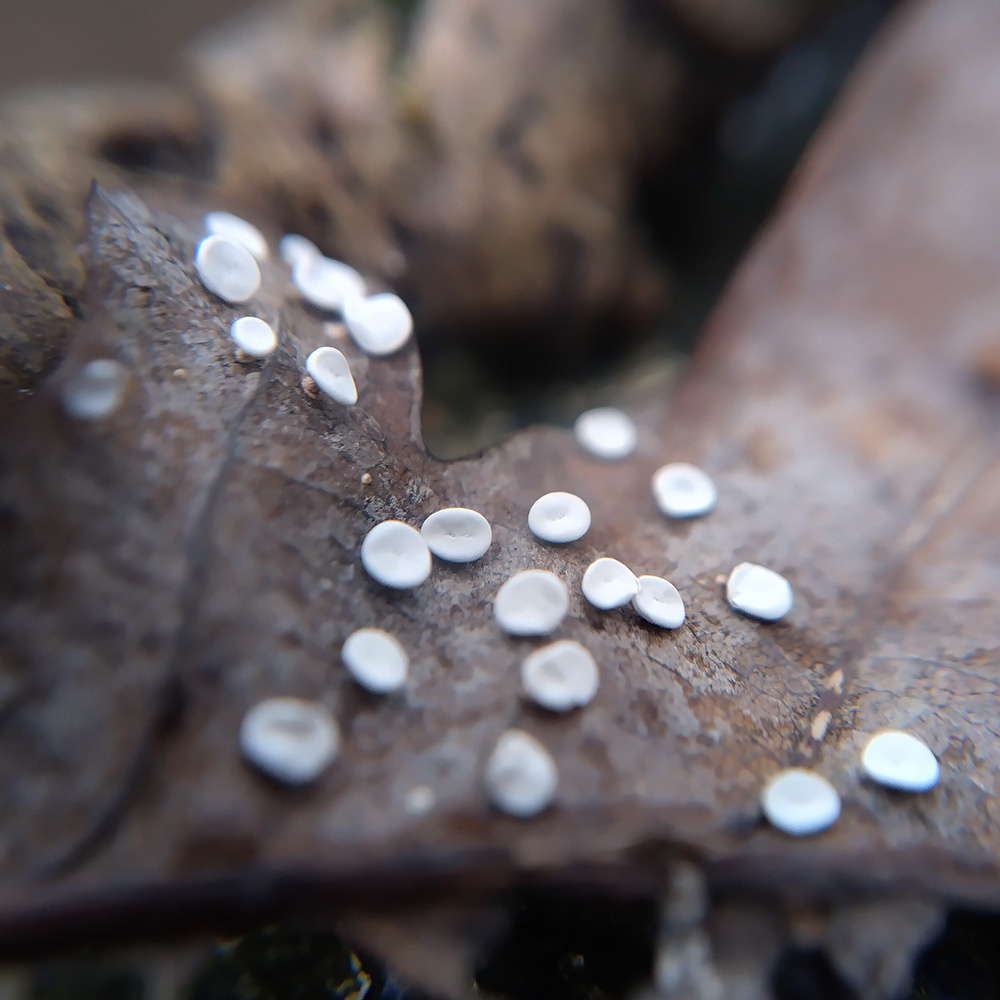 Diderma hemisphaericum | NatureSpot