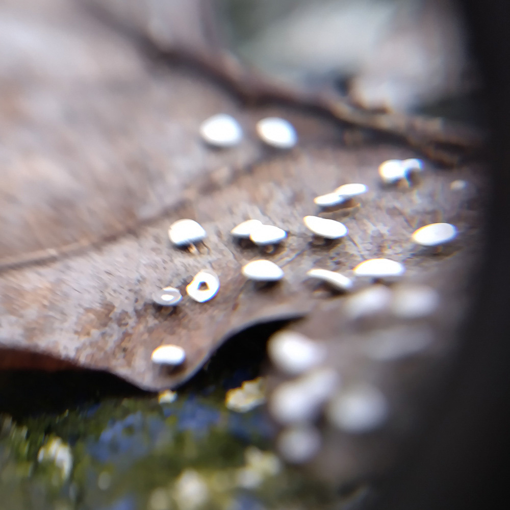 Diderma hemisphaericum | NatureSpot