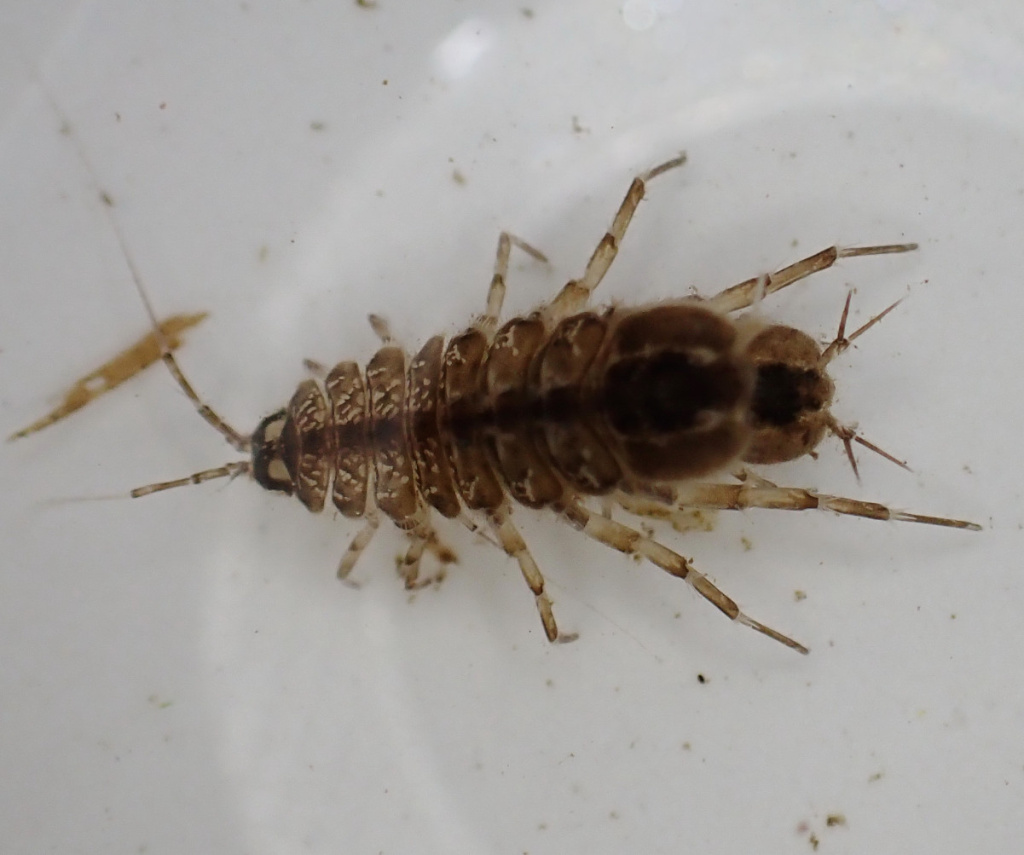 What Is Water Lice