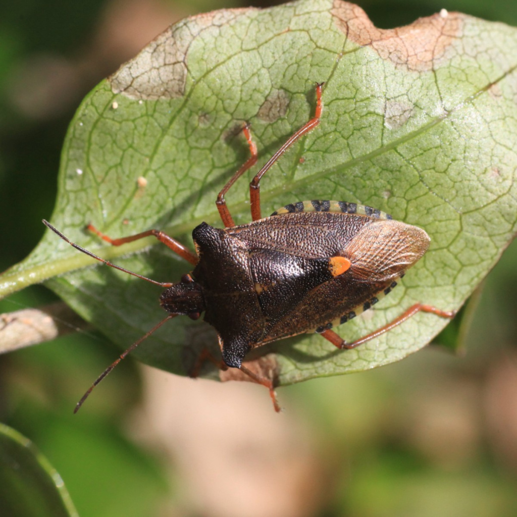 Shield Bug Babies