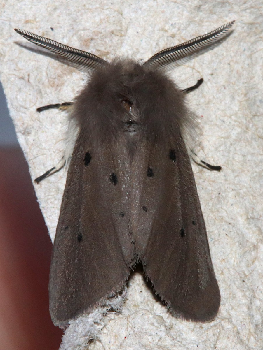 Muslin Moth Uk