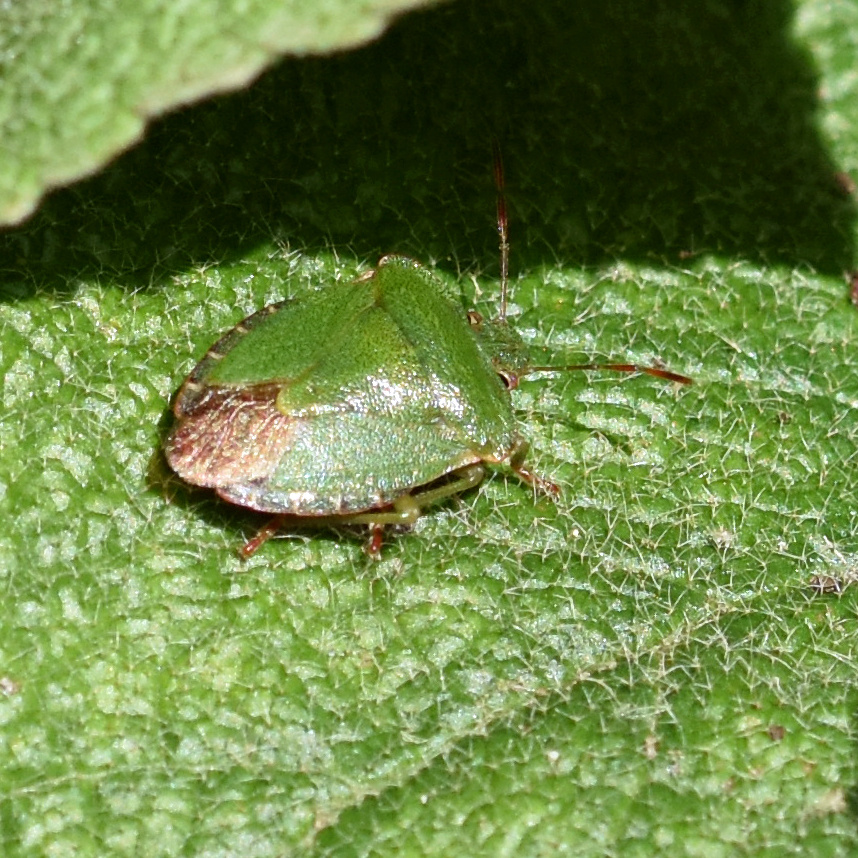 Shield Bug Babies